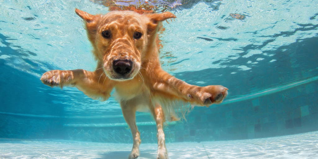 Dive Into Safety: Pool Tips for Dog Owners – Buddy Bites HK